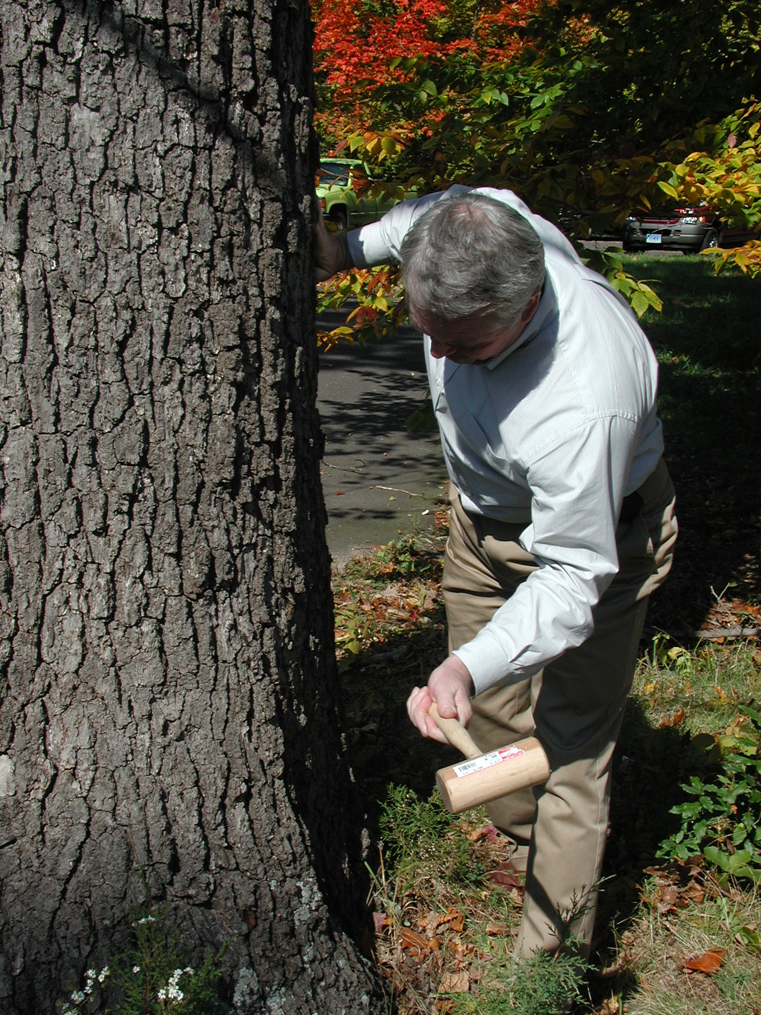 Connecticut Tree Wardens' Association | Center for Land Use Education ...