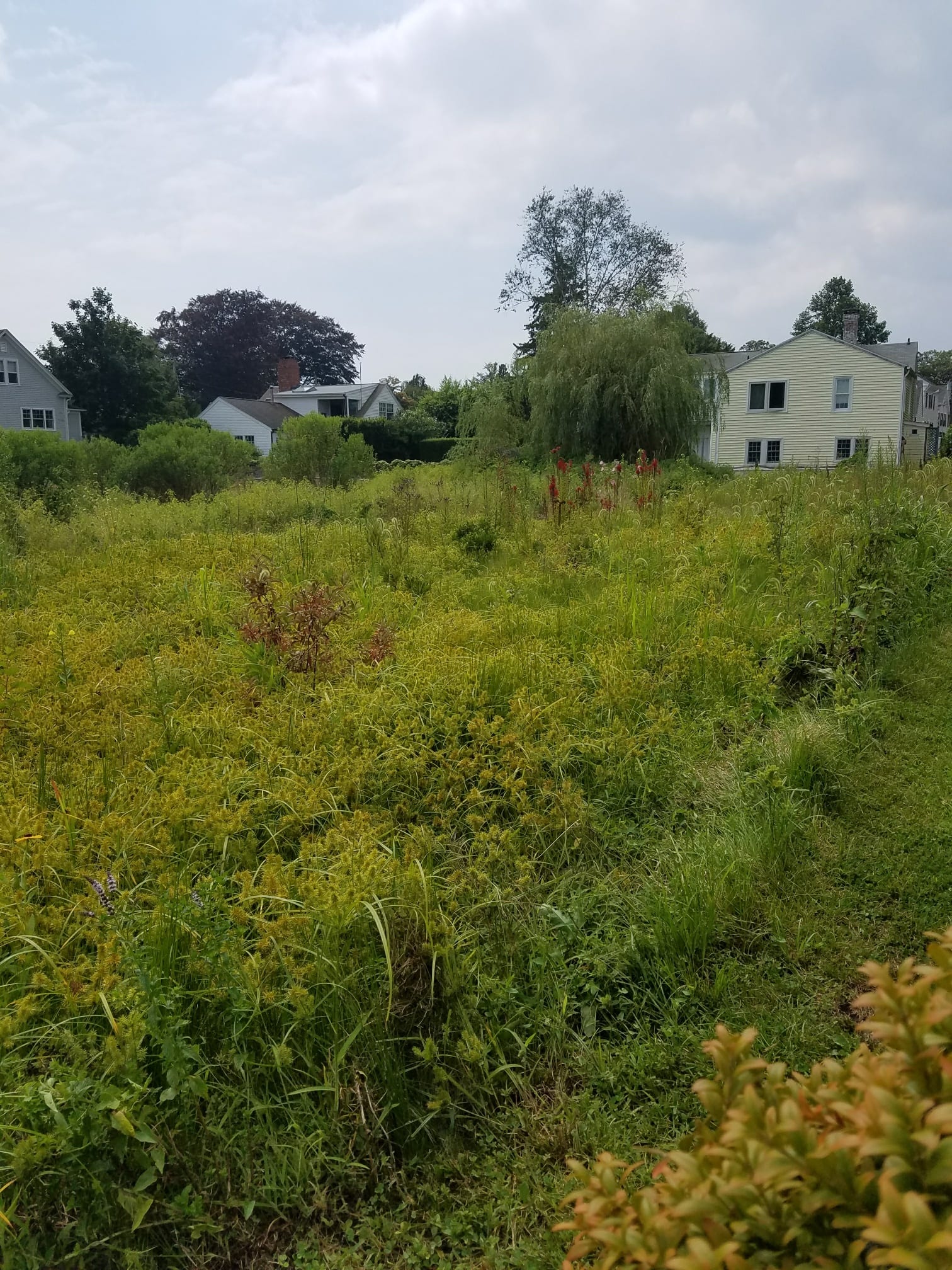 Preparing for Marsh Migration | Center for Land Use Education and Research